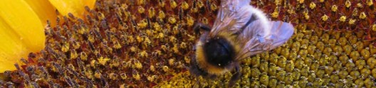 The Story – Queen of the Sun: What Are the Bees Telling Us?